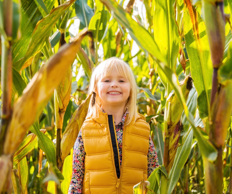 5 Corn Maze Safety Tips