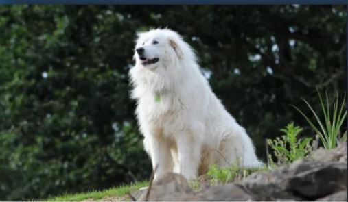 Odin, the Fireproof Dog Who Guided His Goats Through a Wildfire